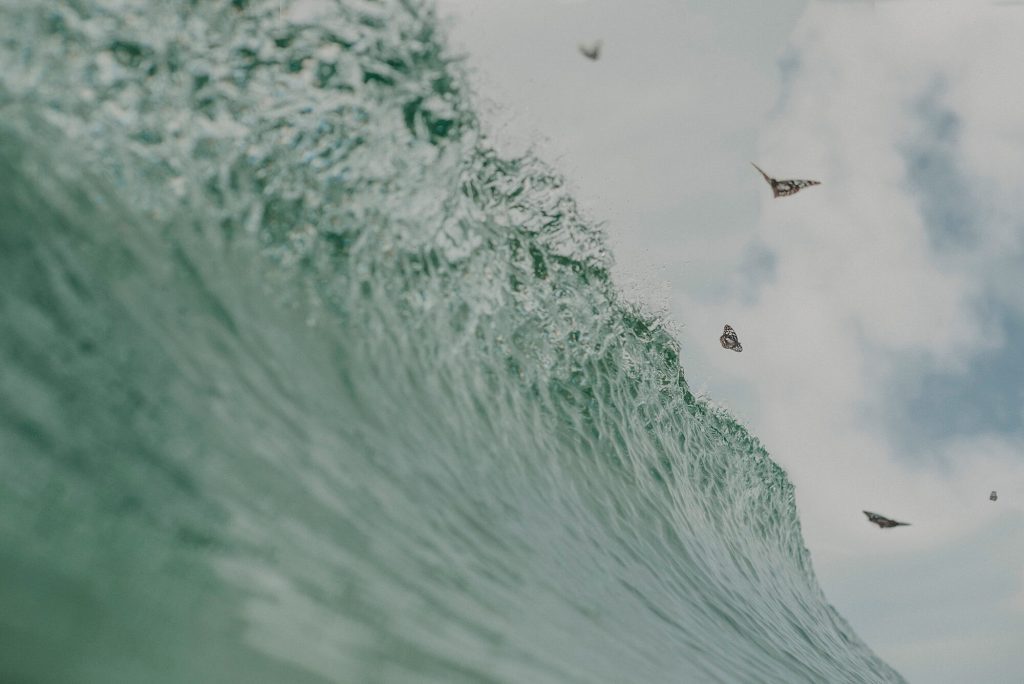 Flutter Fly – Sunshine Photography