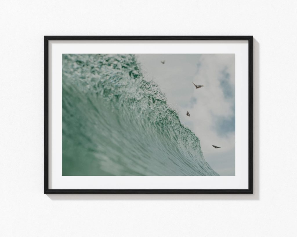 Flutter Fly – Sunshine Photography